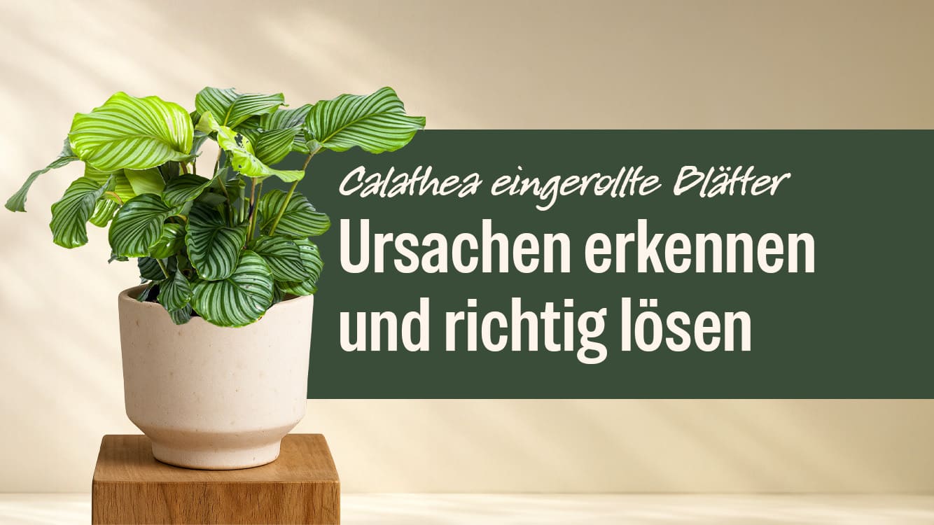 Calathea Eingerollte Blätter